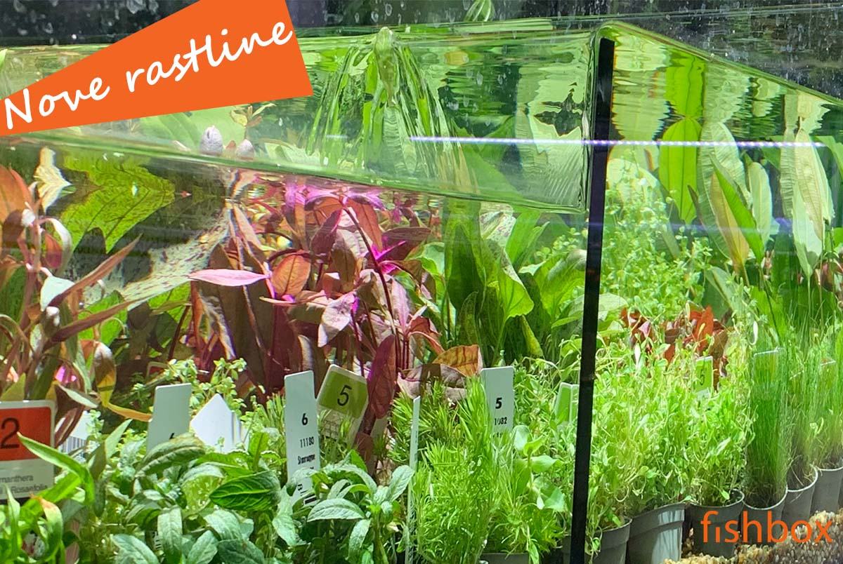 Akvarijske rastline, tudi in-vitro ***NOVA POŠILJKA***