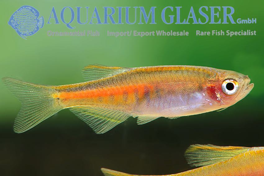 Oranžna zebrica riba za akvarij + POLEG 5 RASTLIN - ( Danio choprai )