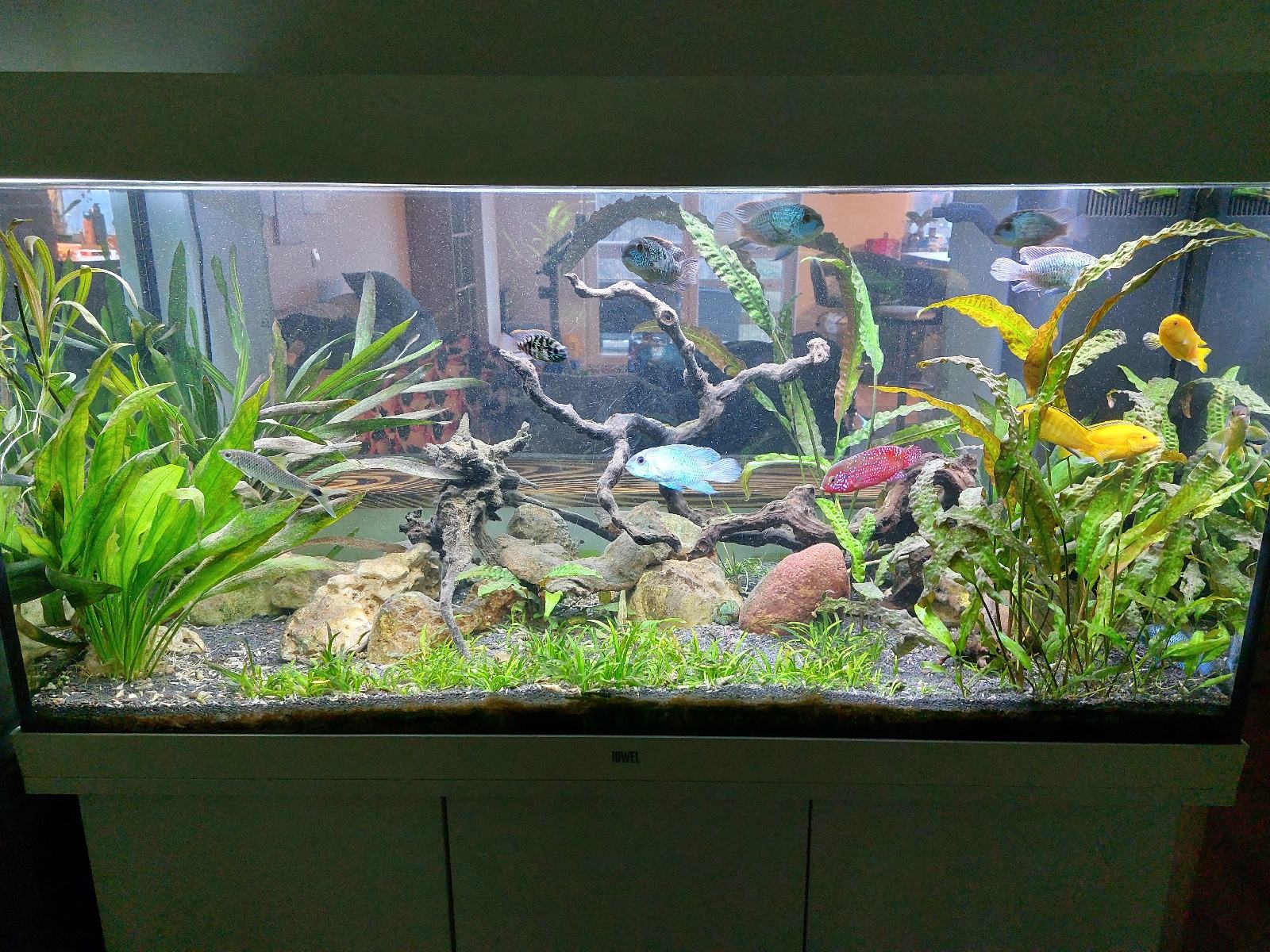 Juwel Rio 350 LED set + Omarca