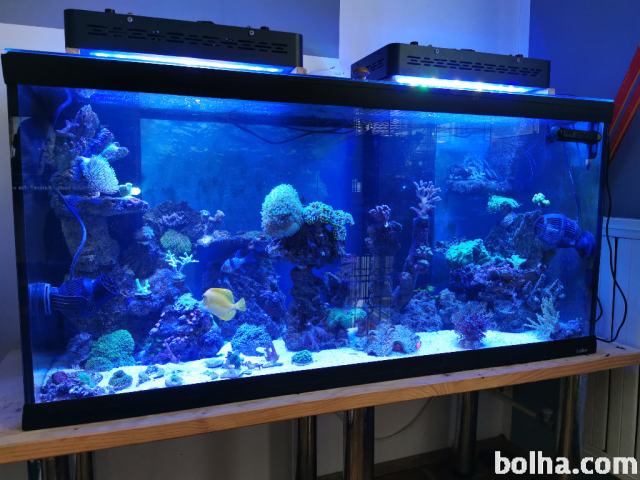 Prodam morski akvarij 250l