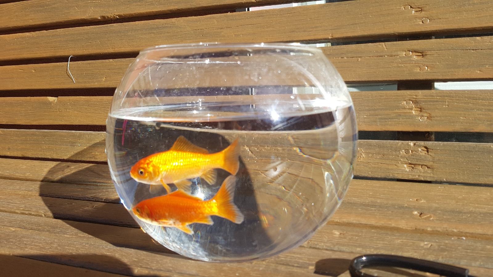 3 zlate ribice zelo močno oranžne zlate barve