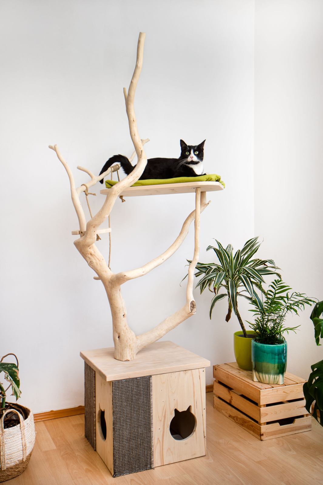 Mačje drevo (praskalnik). Čudovito za vaš dom