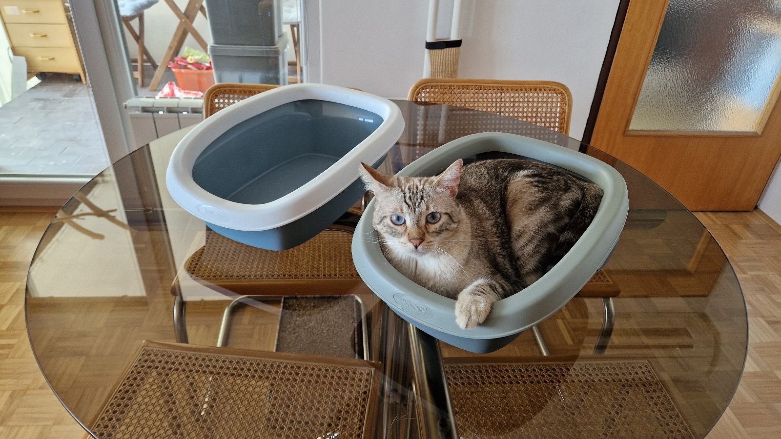 Mačji WC