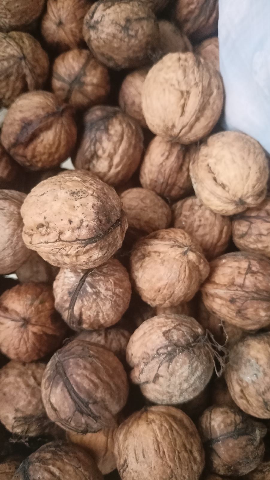 Domači orehi z našega dvorišča kličite na telefon, resni