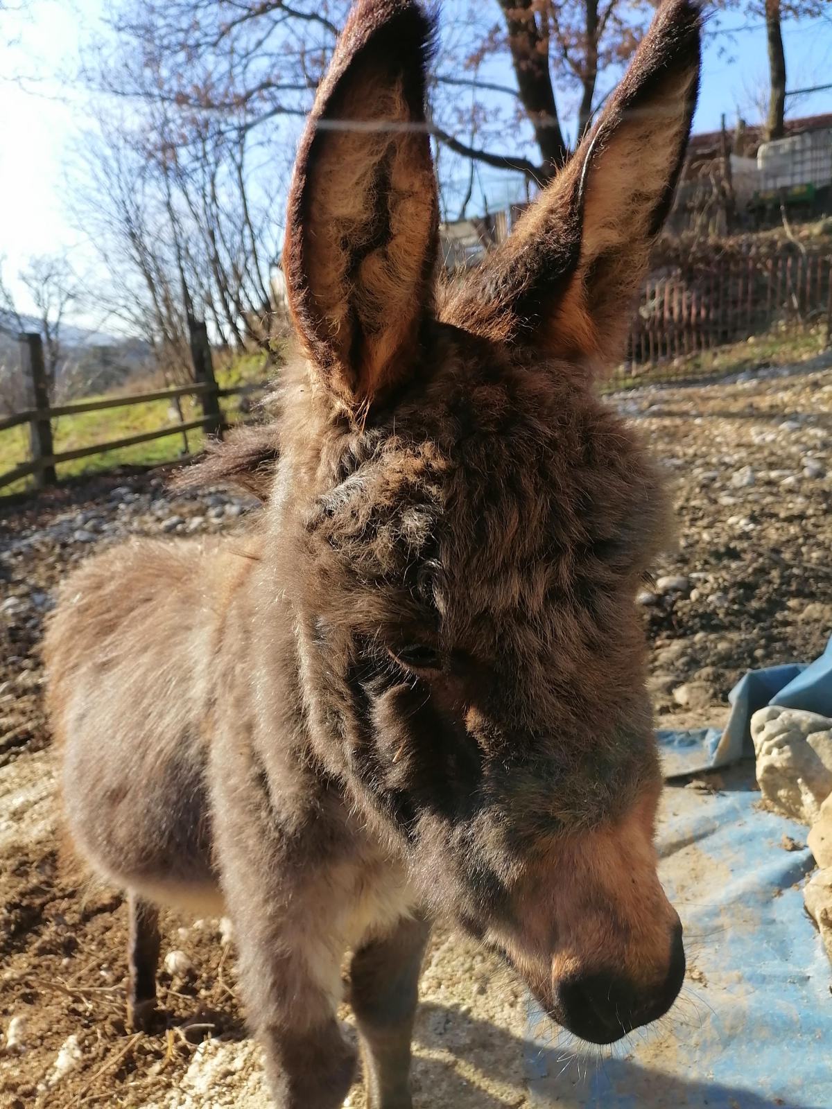 Osel Dalmatinske pasme