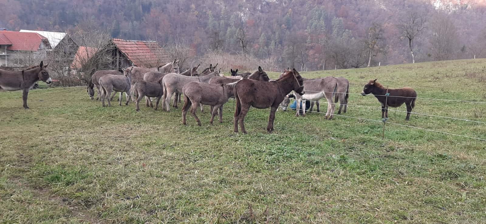 Osli, oslice in oslički različne starosti in velikosti