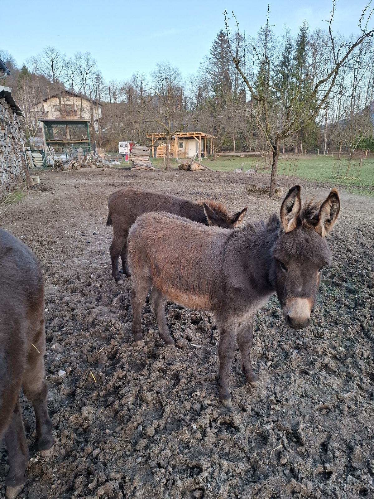 Osliča mladiča Sonic