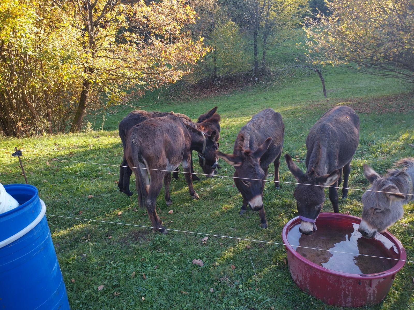 Prodam breje oslice ali z mladičem