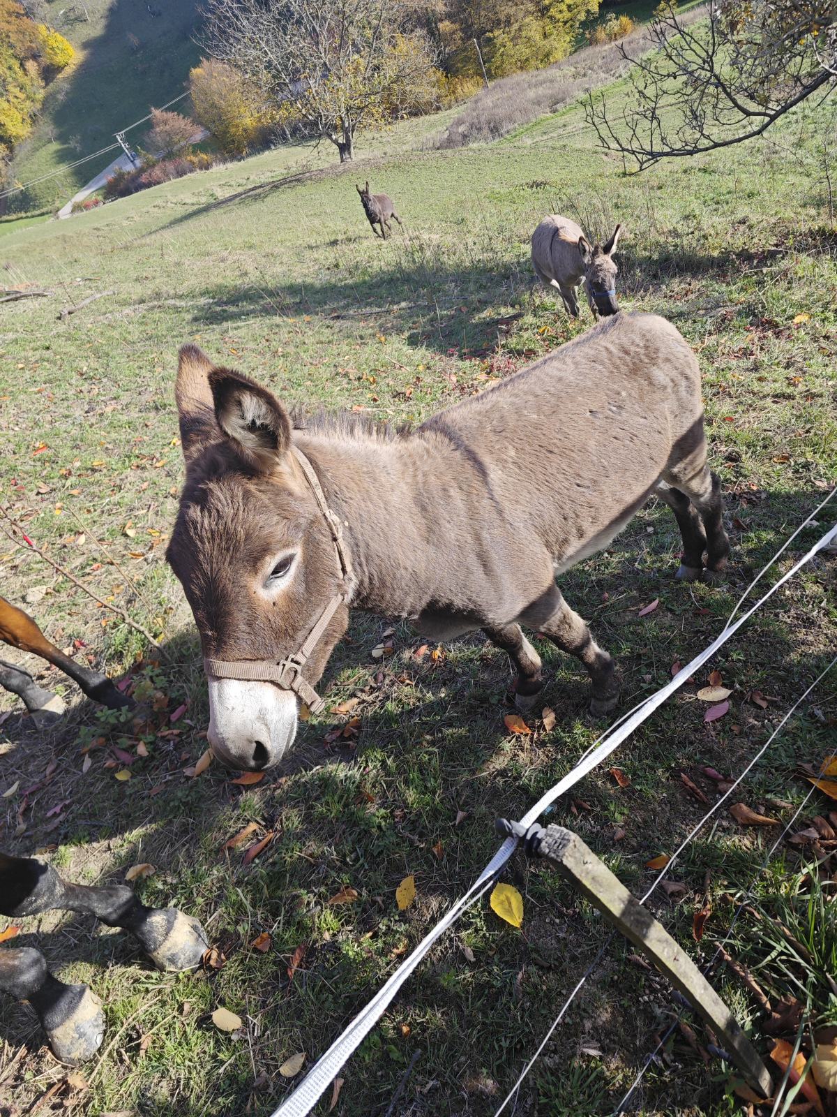 Prodamo dve breji oslički