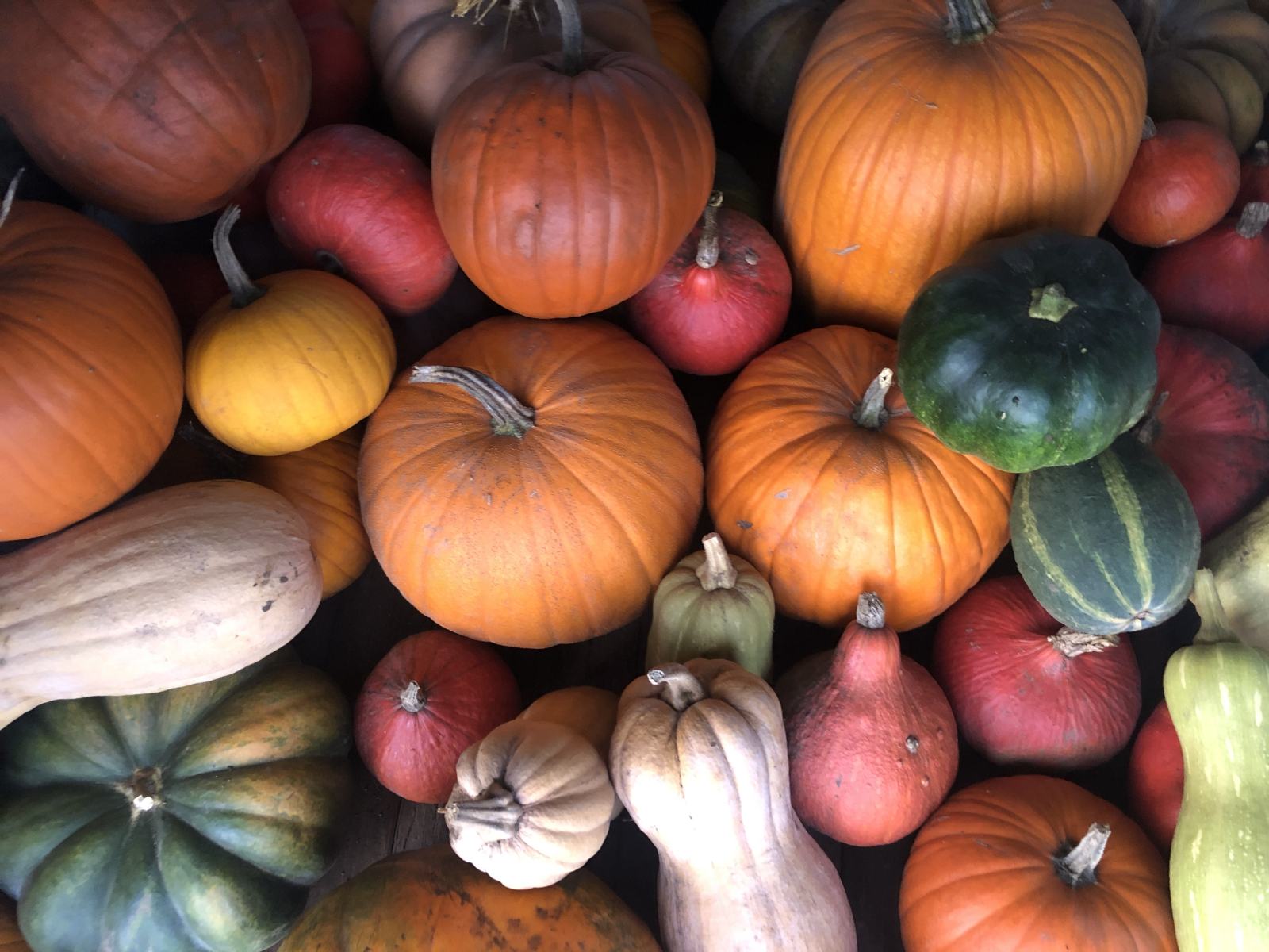Halloween buče, jedilne in ostale okrasne buče LJ