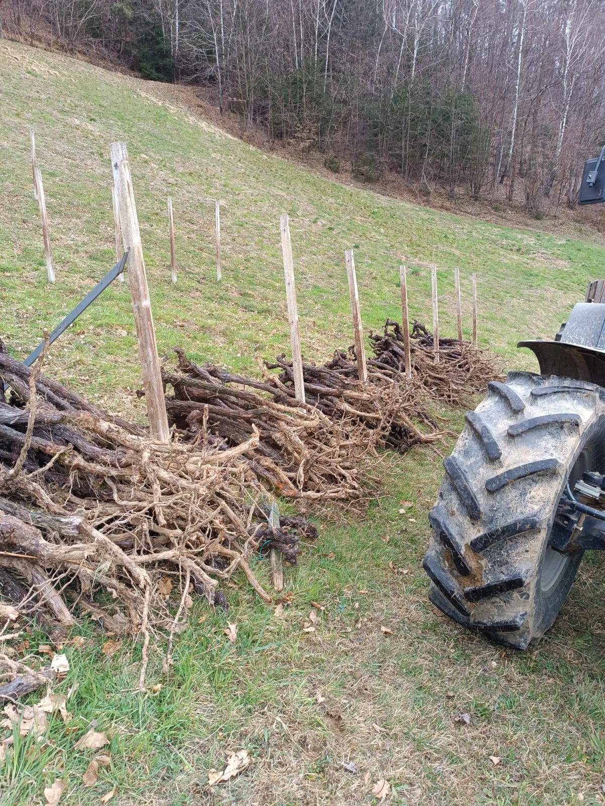 Prodam les vinske trte