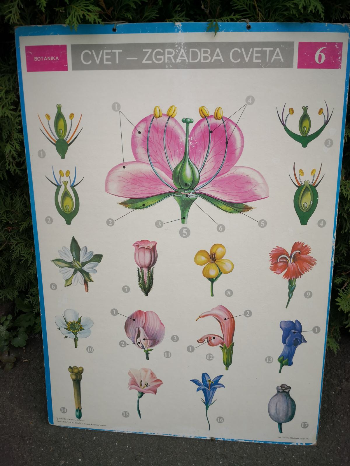Stara kartonka CVET - ZGRADBA CVETA, BOTANIKA,