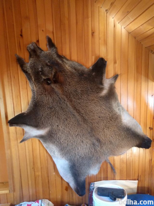 Strojena koža DIVJEGA PRAŠIČA