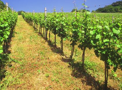 Brezplačno oddam vinograd Novo mesto Trška gora
