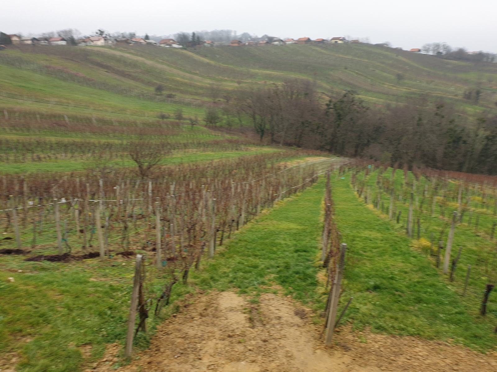 BREZPLAČNO ODDAM VINOGRAD