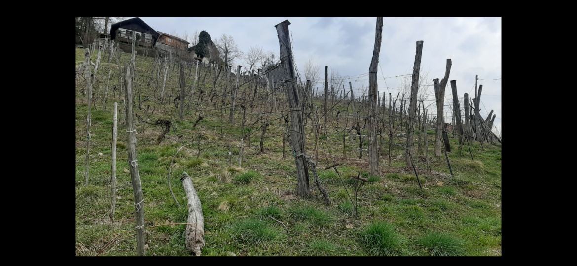 Brezplačno oddam vinograd, z manjšim sadovnjakom in vrtom (1000 m/2)