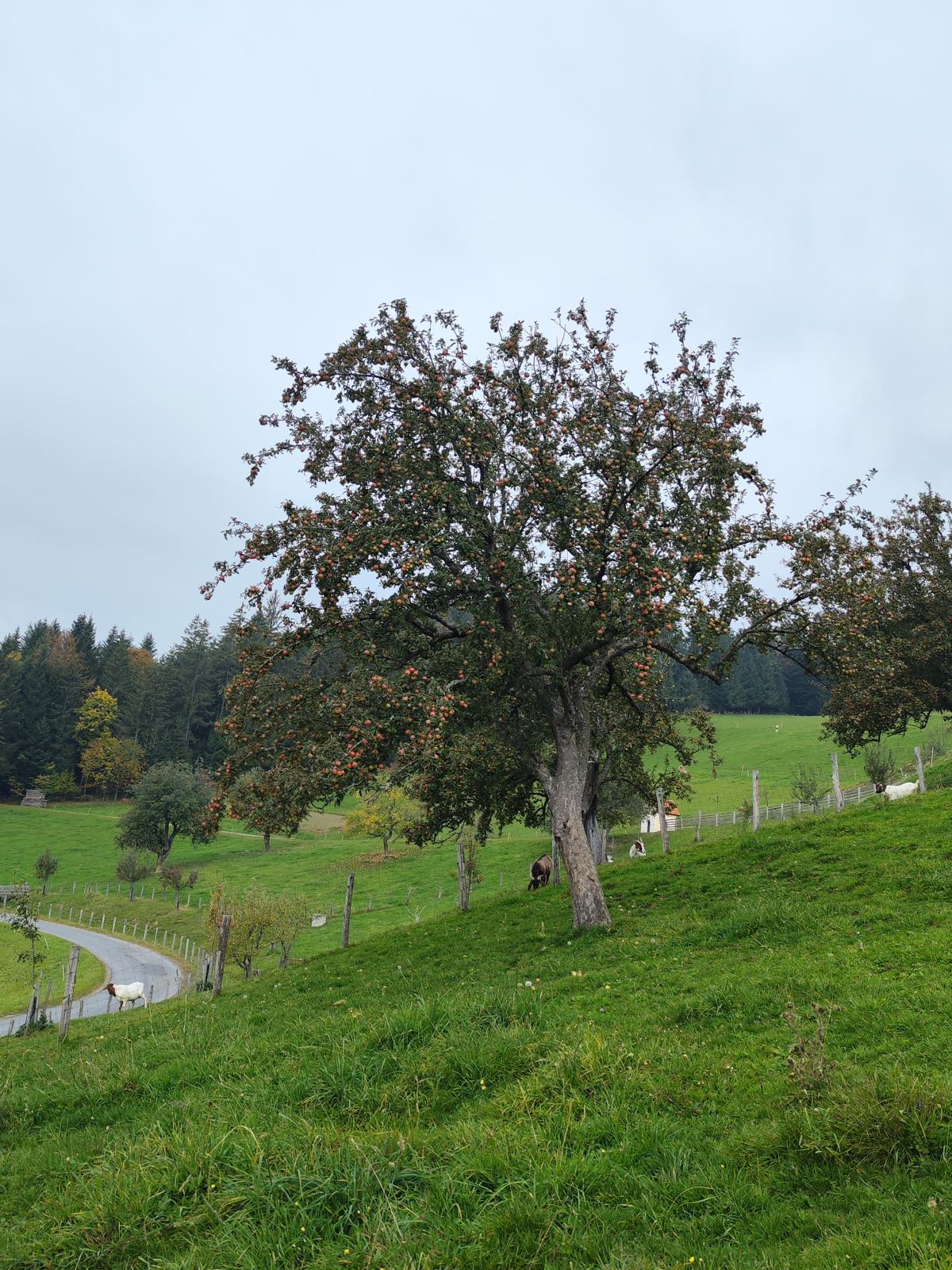 DOMAČE SADJE-JABOLKA