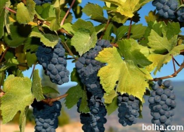 Grozdje iz brajd, jurka, šmarnica, kvinton, issabella