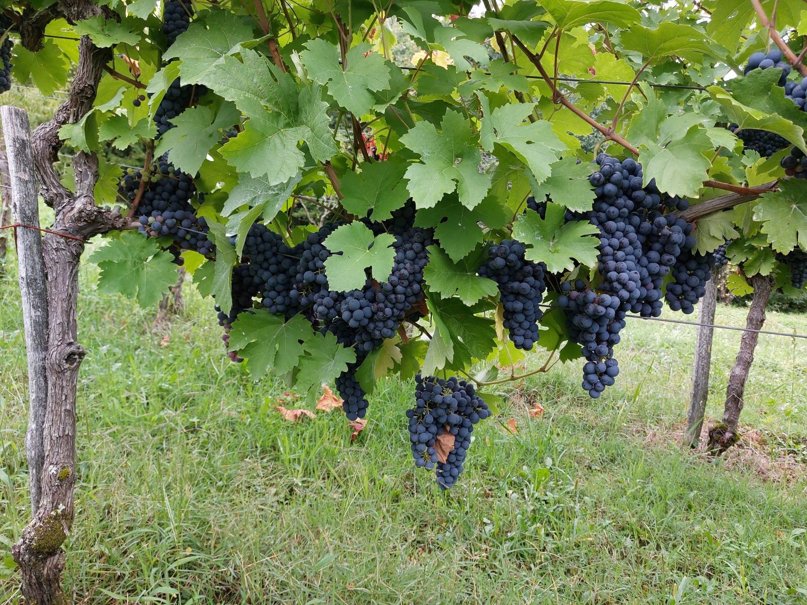 Grozdje za cviček - frankinja, črnina, kraljevina, rizling