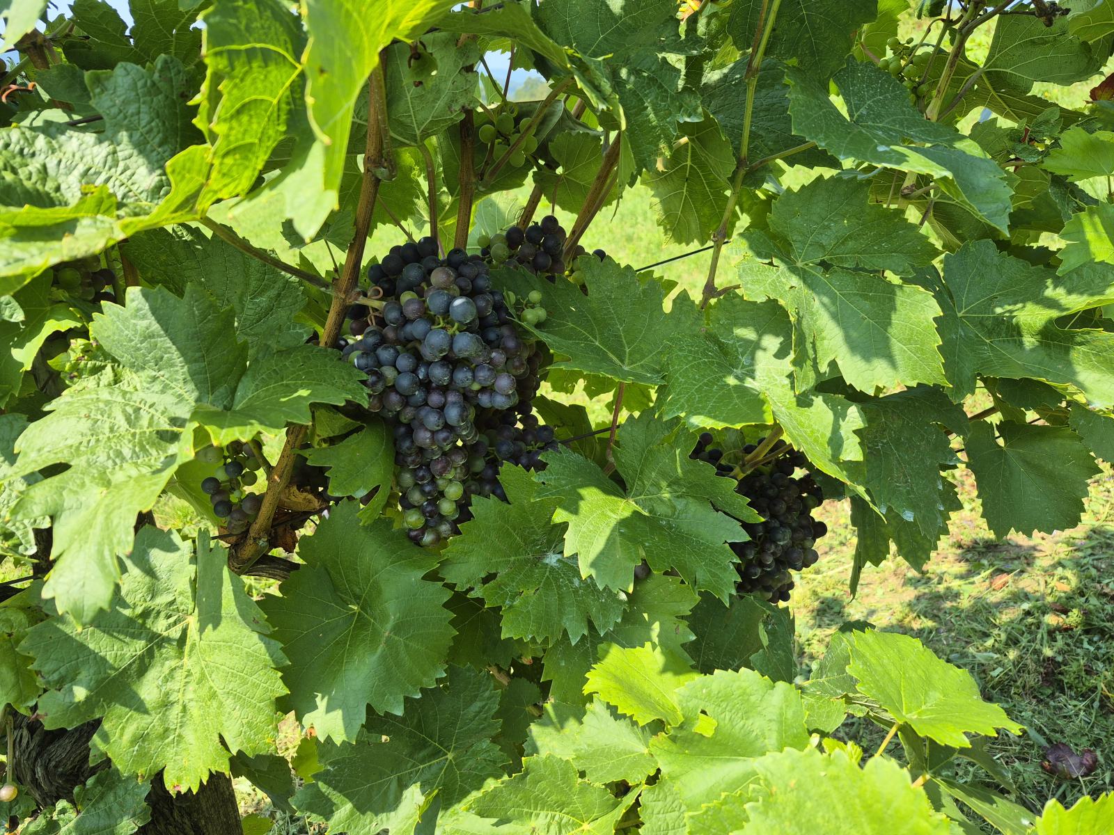 grozdje rdeče frankinja in žametna črnina