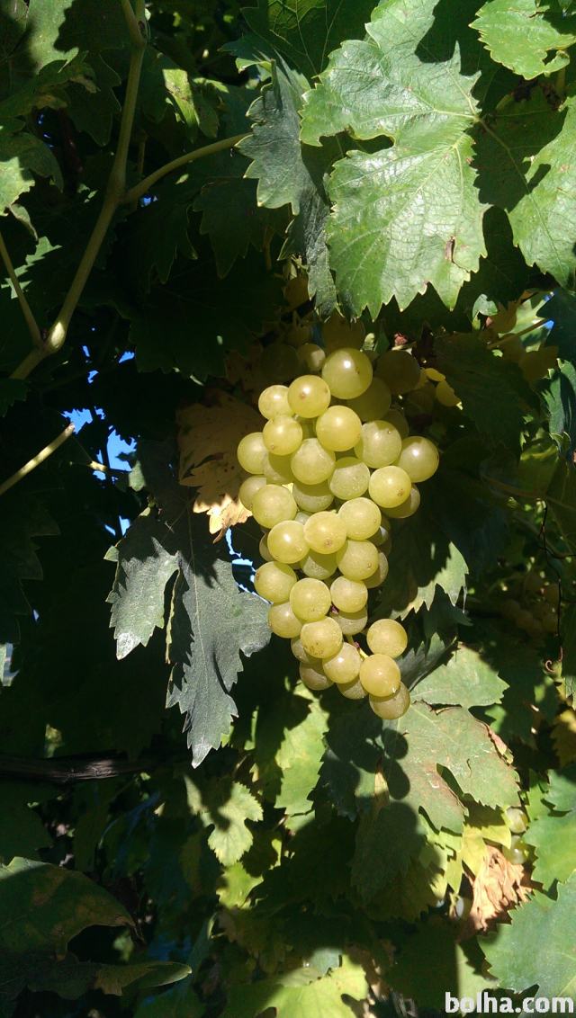 Grozdje laški rizling, rumeni muškat