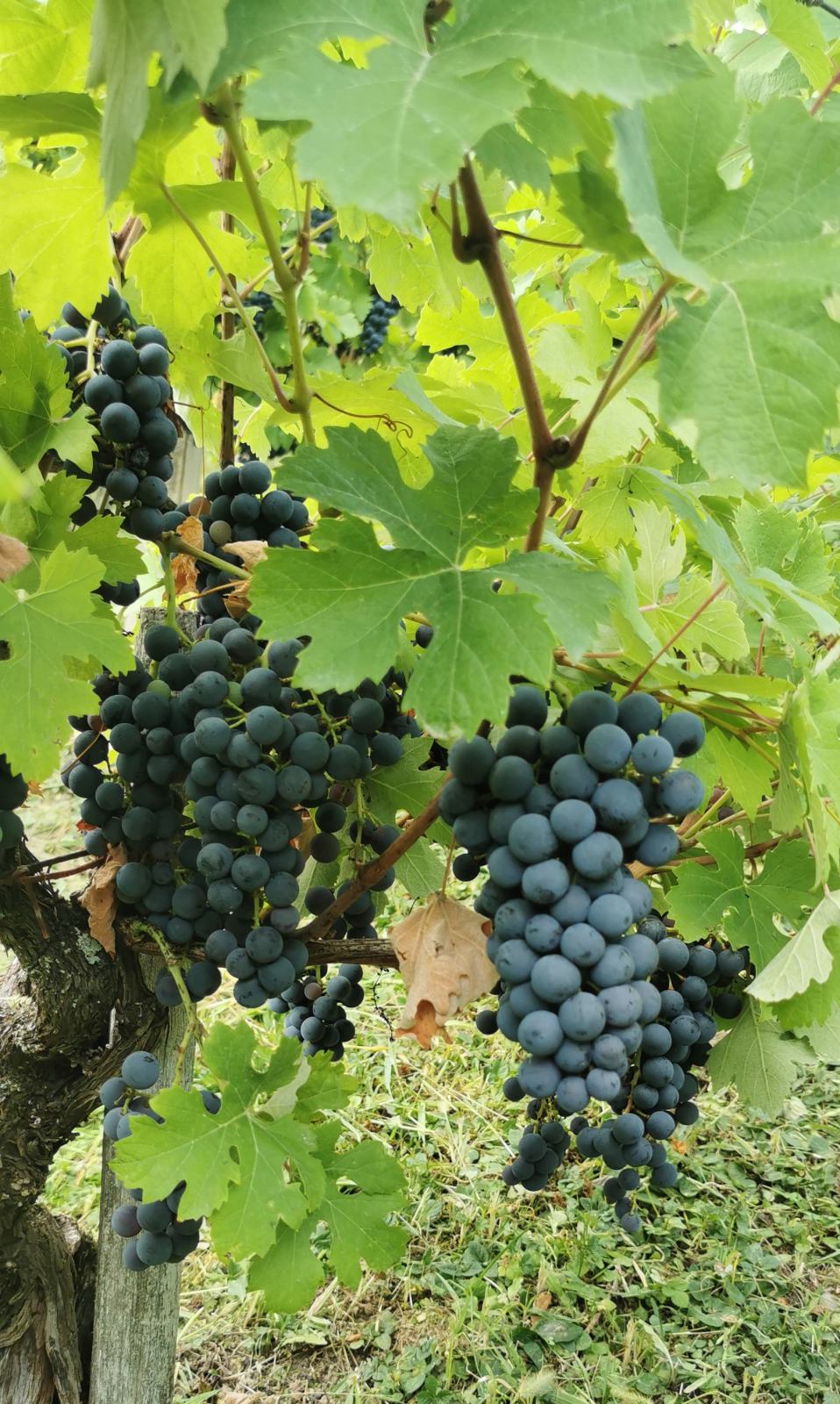 Grozdje, žametna črnina in belo mešano