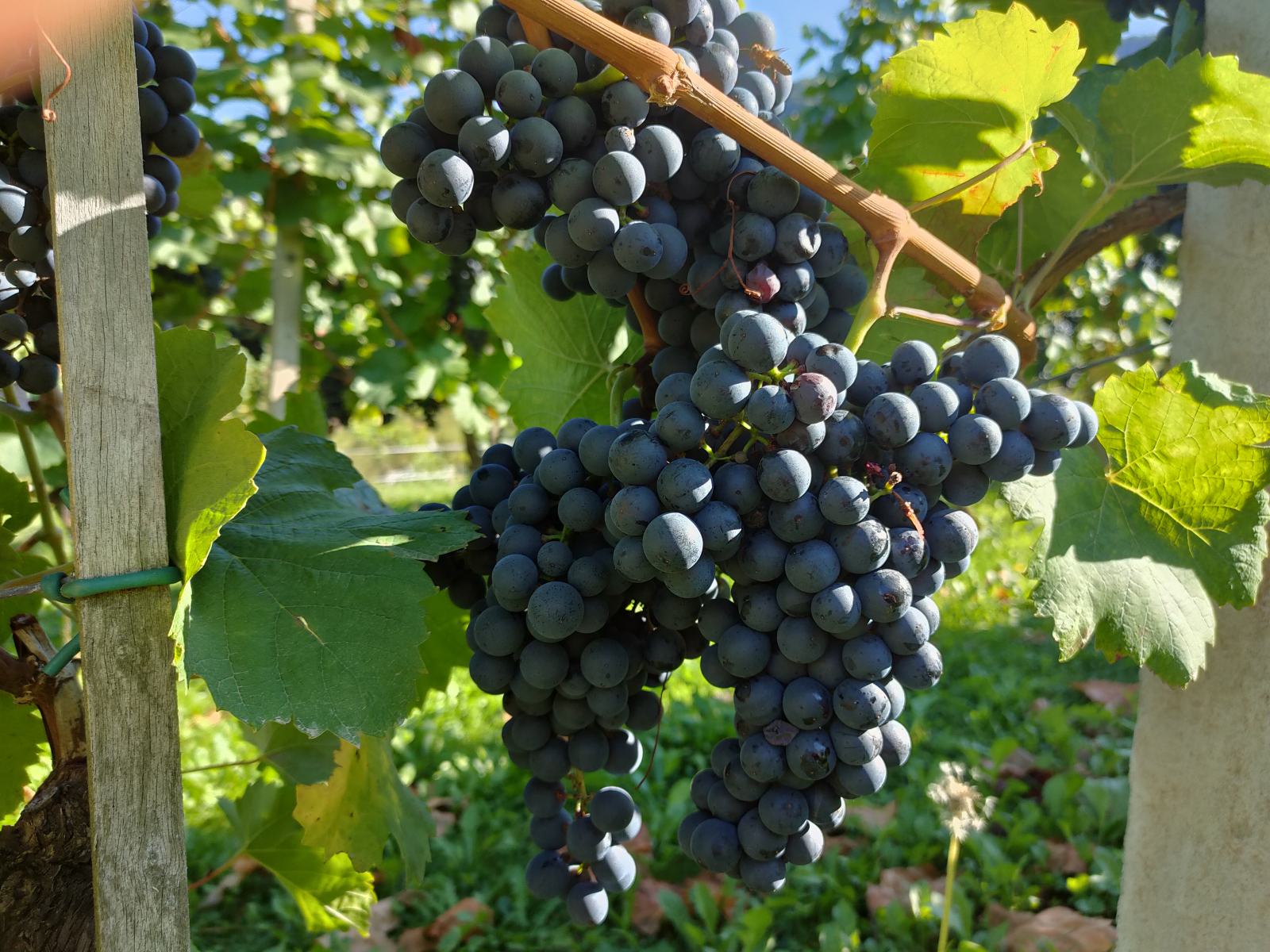 Modra frankinja - mošt/mlado vino