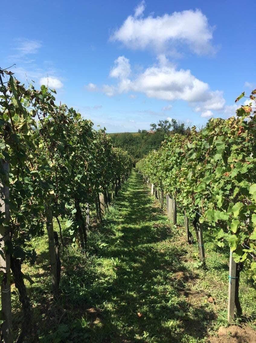 Oddam vinograd v Dobrovniških goricah