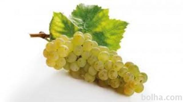 Prodaja grozdja - sorte malvazija