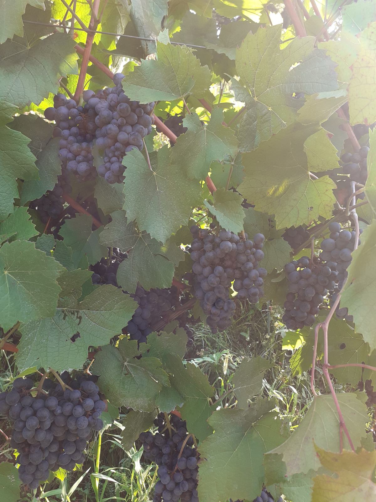 prodaja grozdja sorte gamay