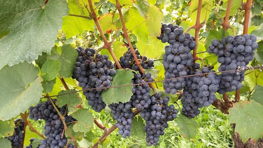 rdeče in belo grozdje