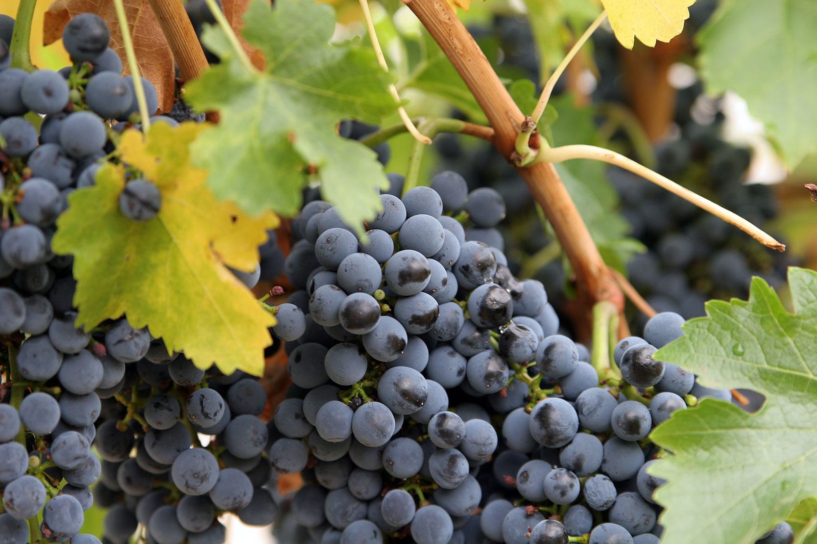 Rdeče vino iz brajde