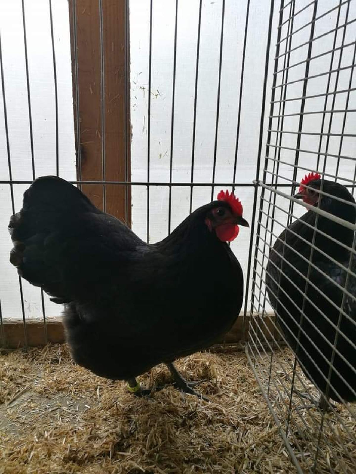 australorp kokoši in petelin