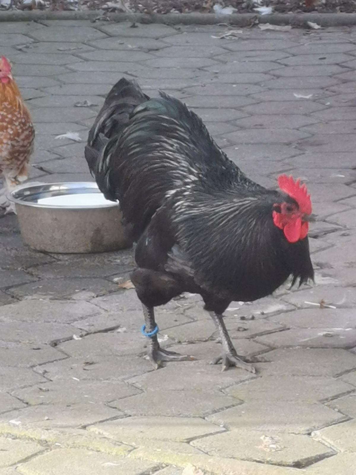 Australorp petelin in nkokos
