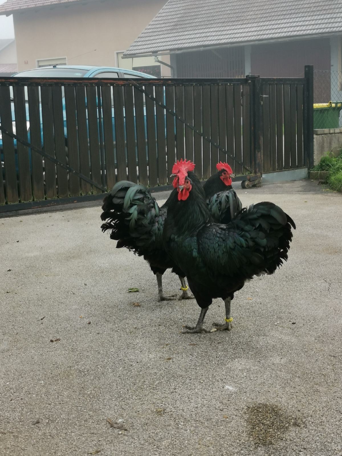 Australorp petelin letosnji