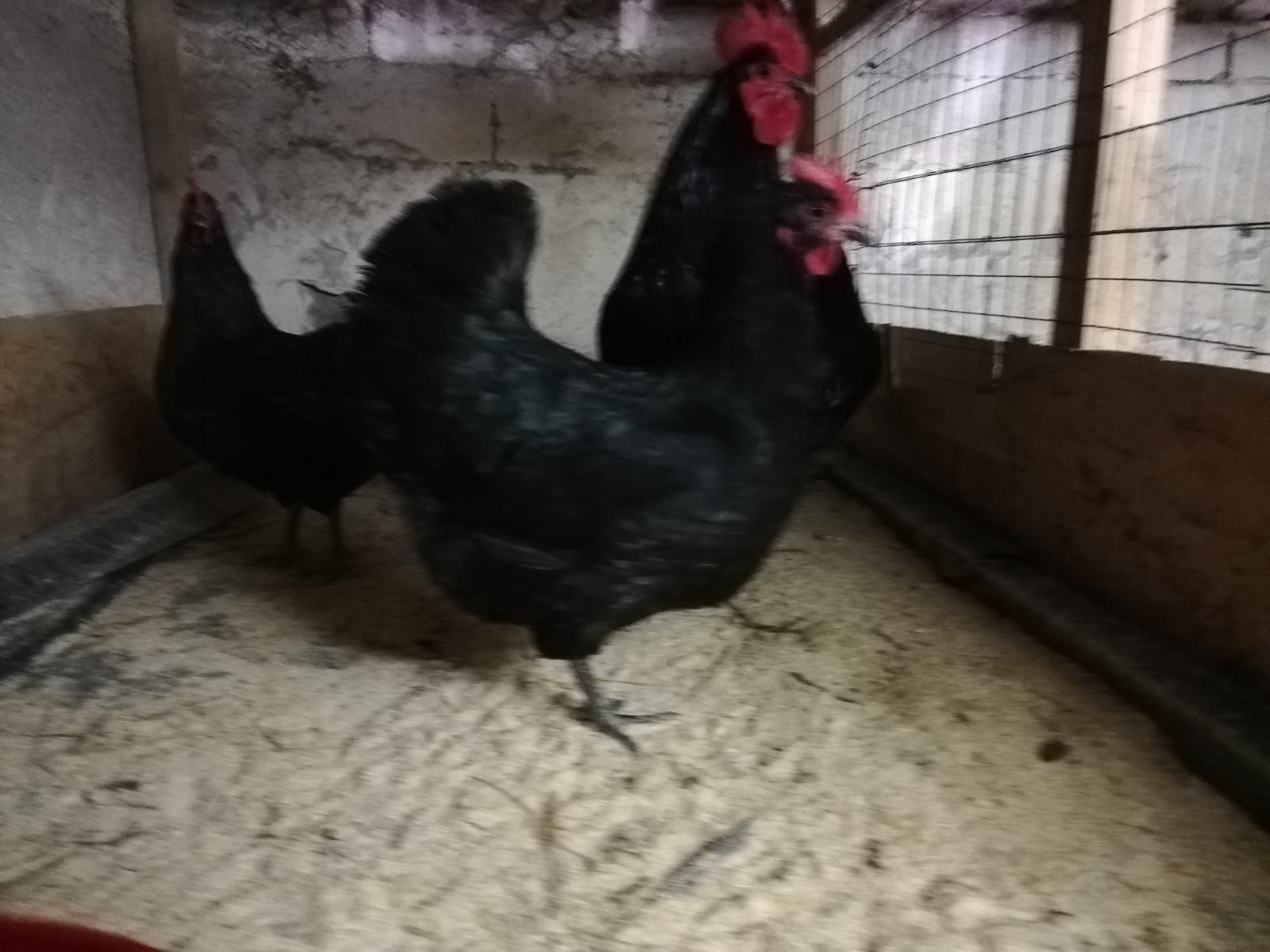 Australorp valilna jajca