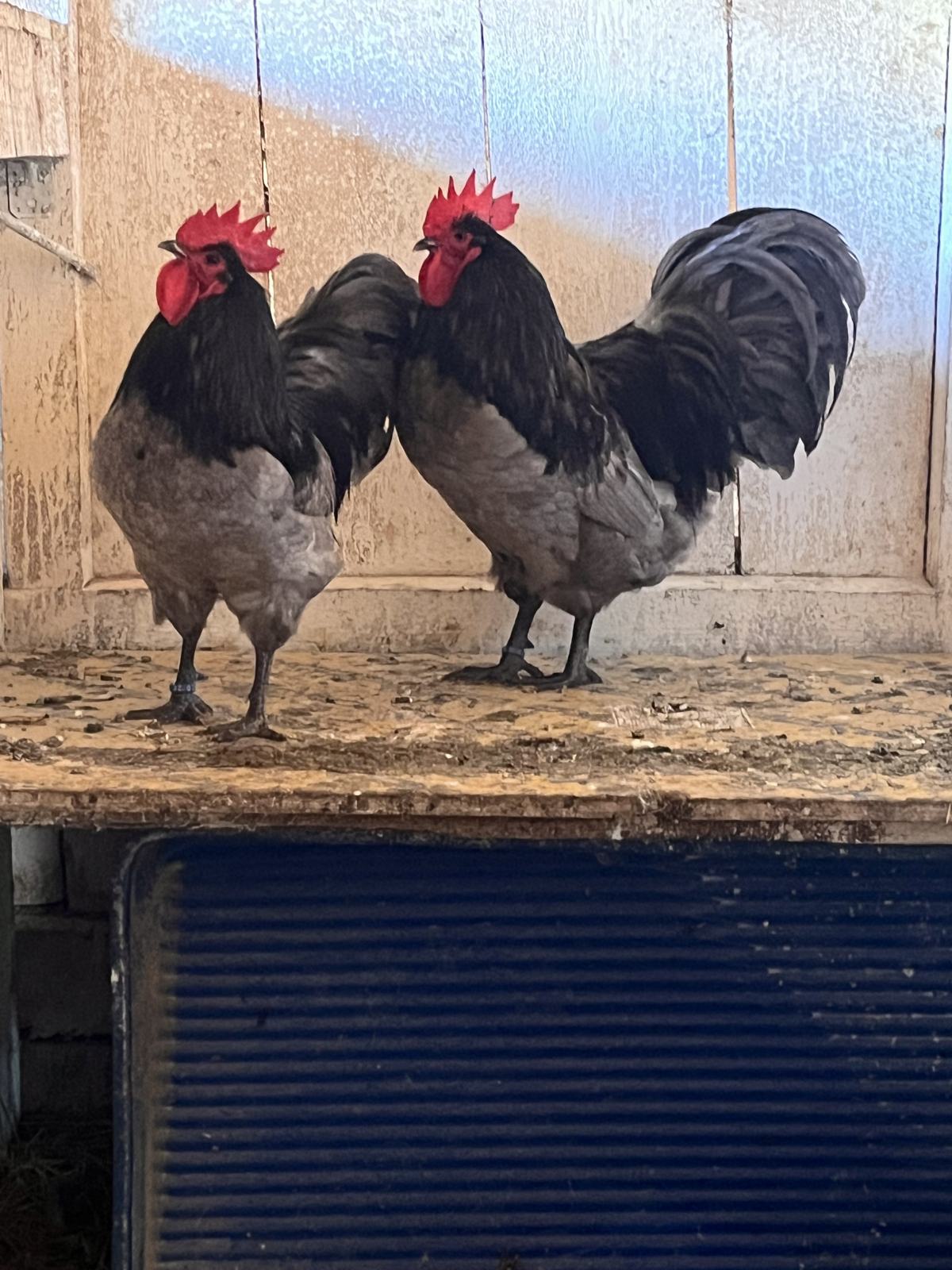 Australorp valilna jajca