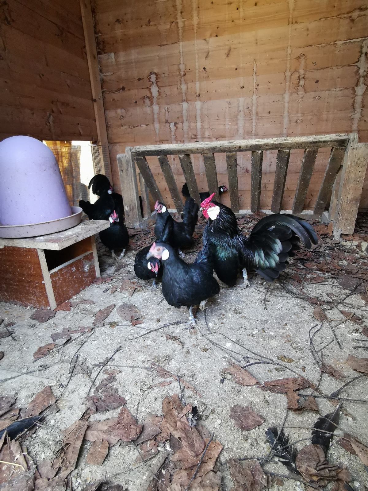 bantam petelin in 4 kokoske