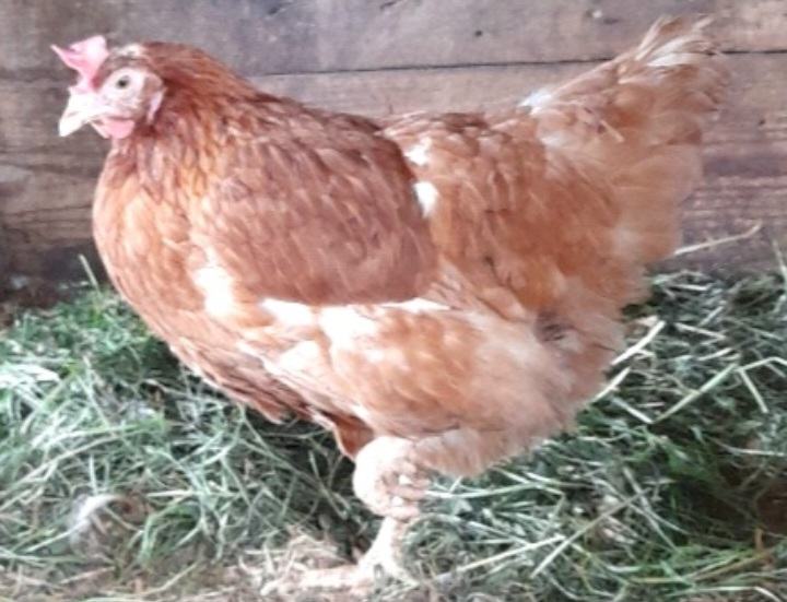 Bio rjave domače kokoške