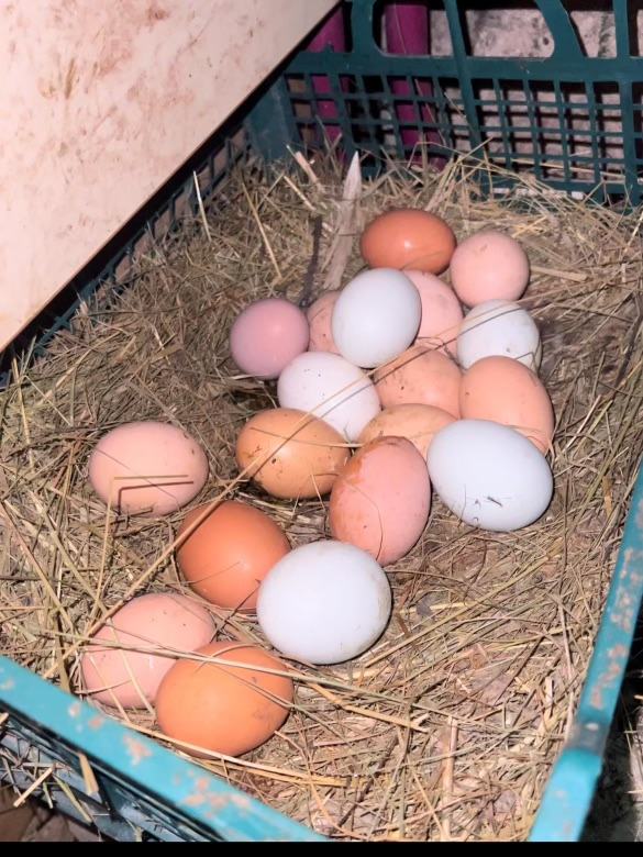 DOMAČA KOKOŠJA JAJCA