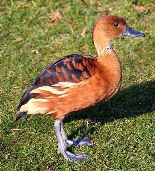 Drevesne race (Fulvous whistling tree duck)