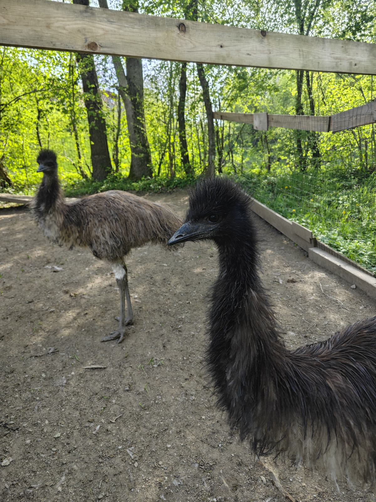 Emuji(emu)