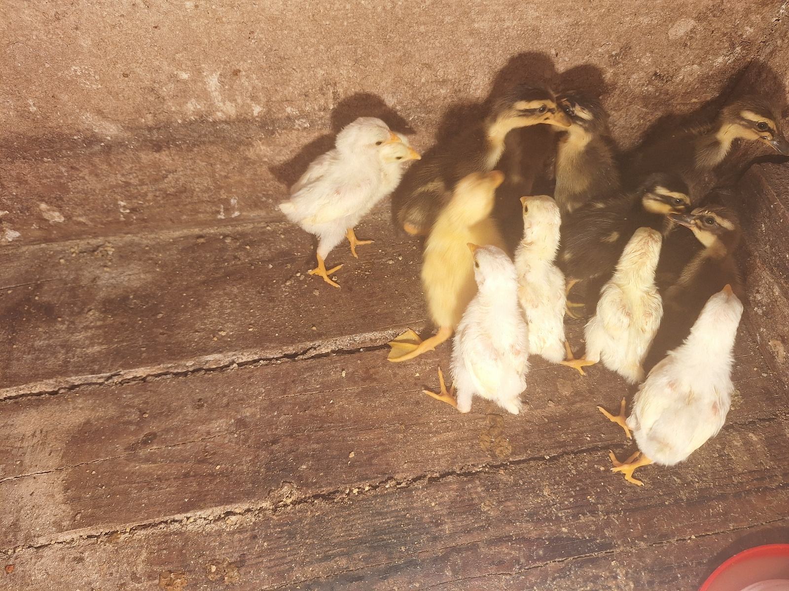 enodnevne racke tekacice