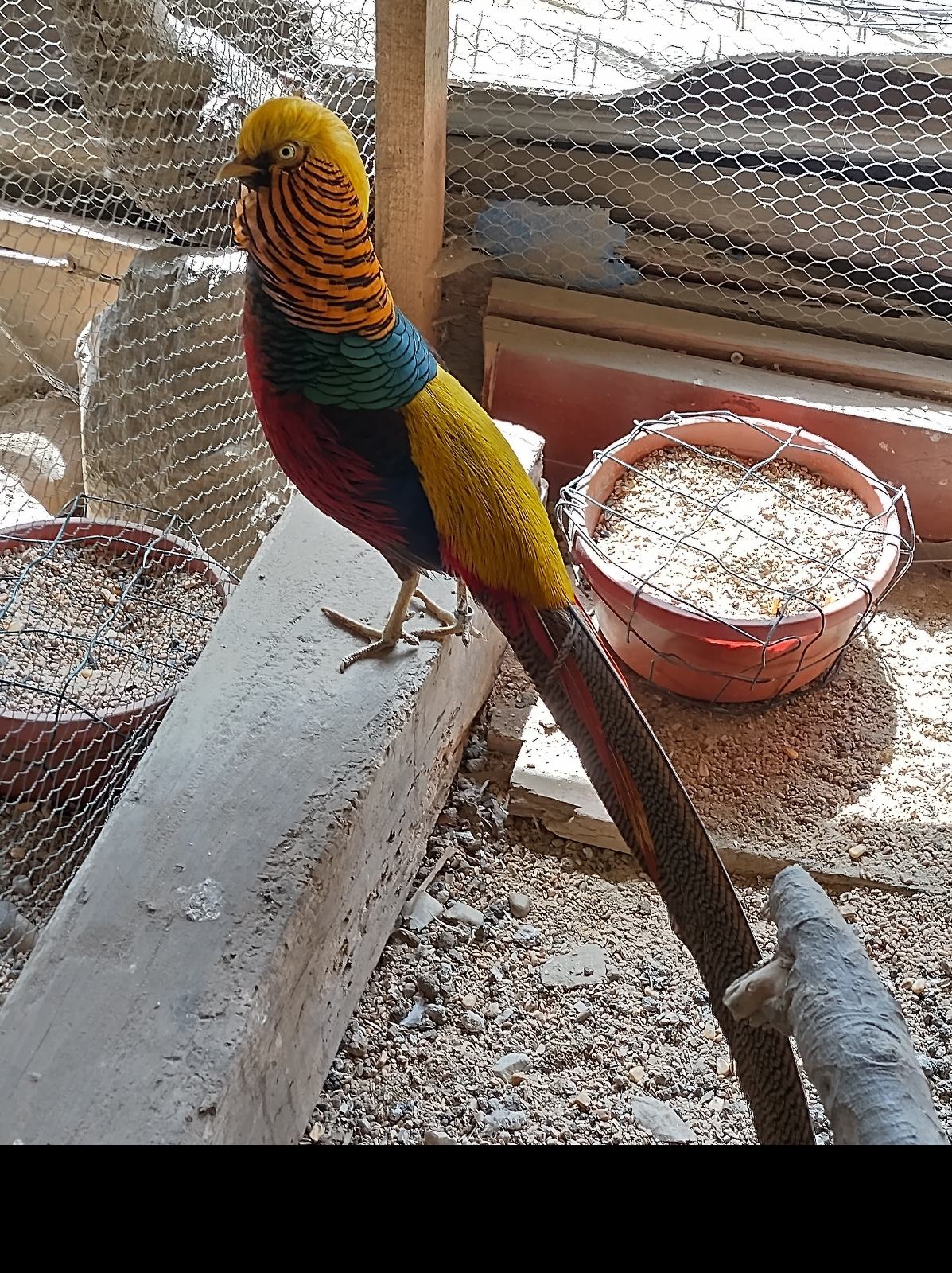 Fazani ( mladi lanski)