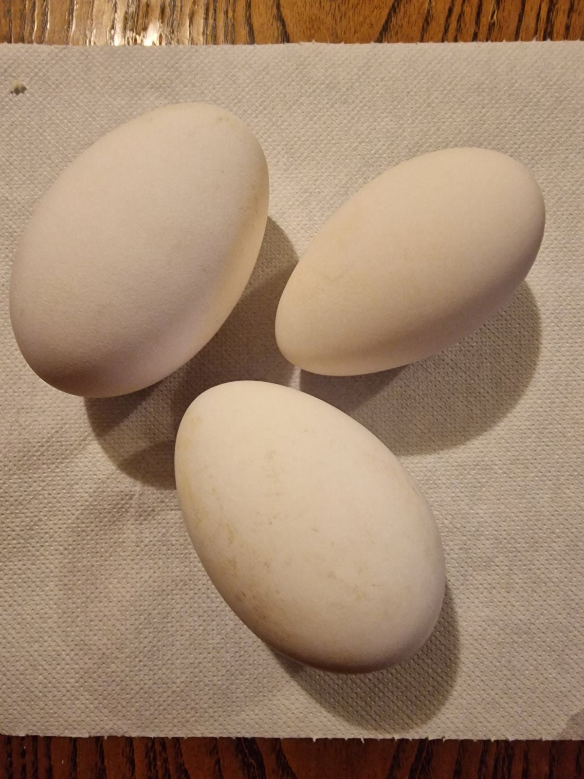 Gosja jajca, valilna