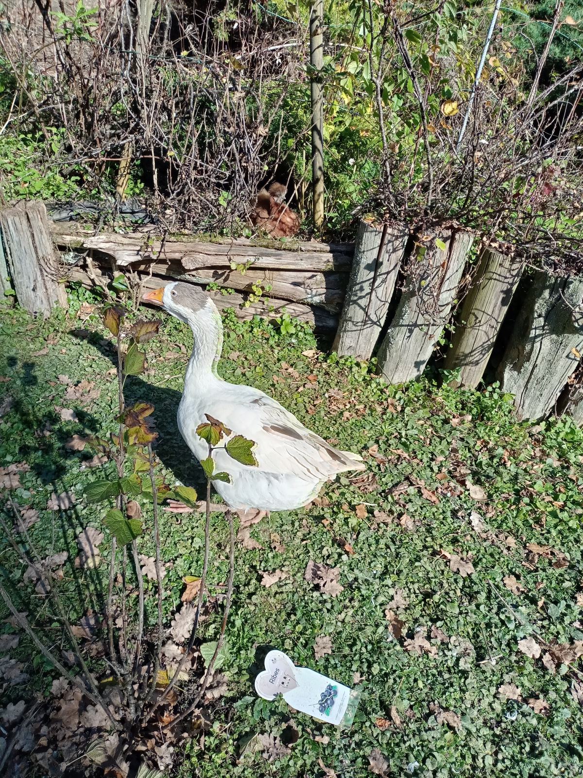 Goska