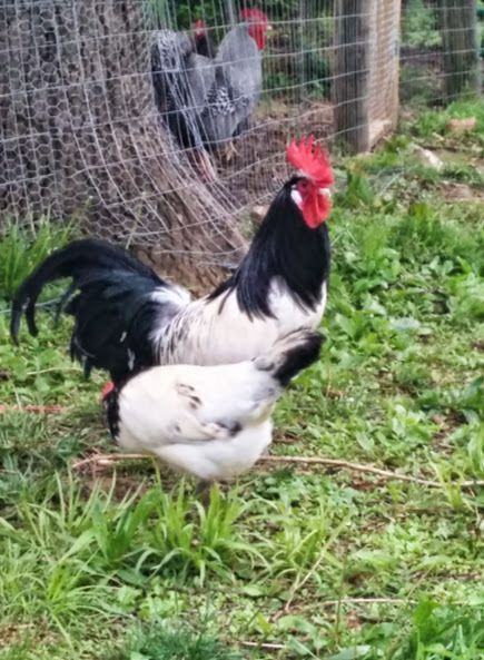 Jajca za inkubacijo / valilna jajca lakenfelder kokoši