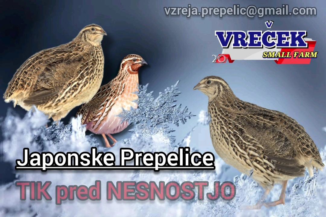 JAPONSKE PREPELICE ♡
