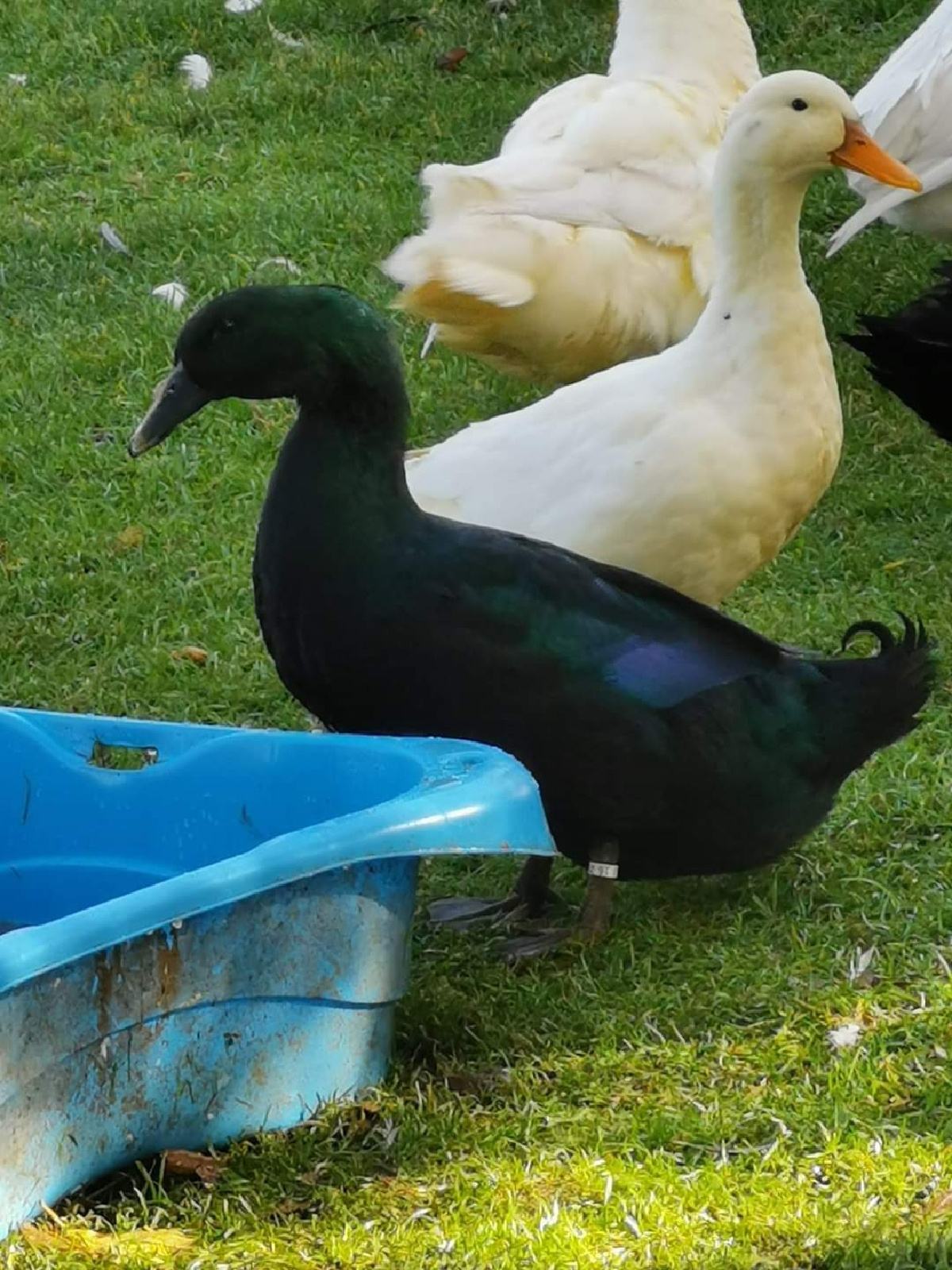 kajuska raca samec in samica