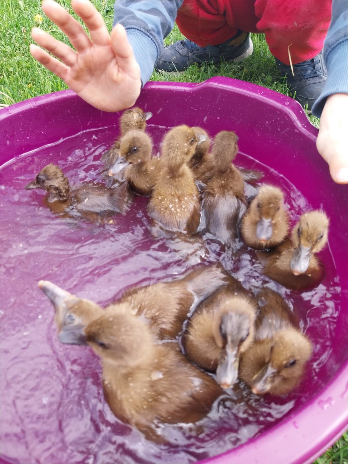 Khaki campbell racke